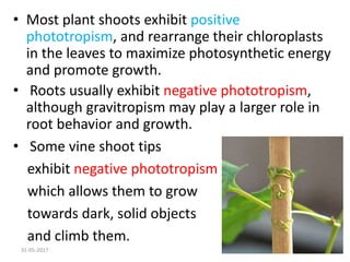Phototropism