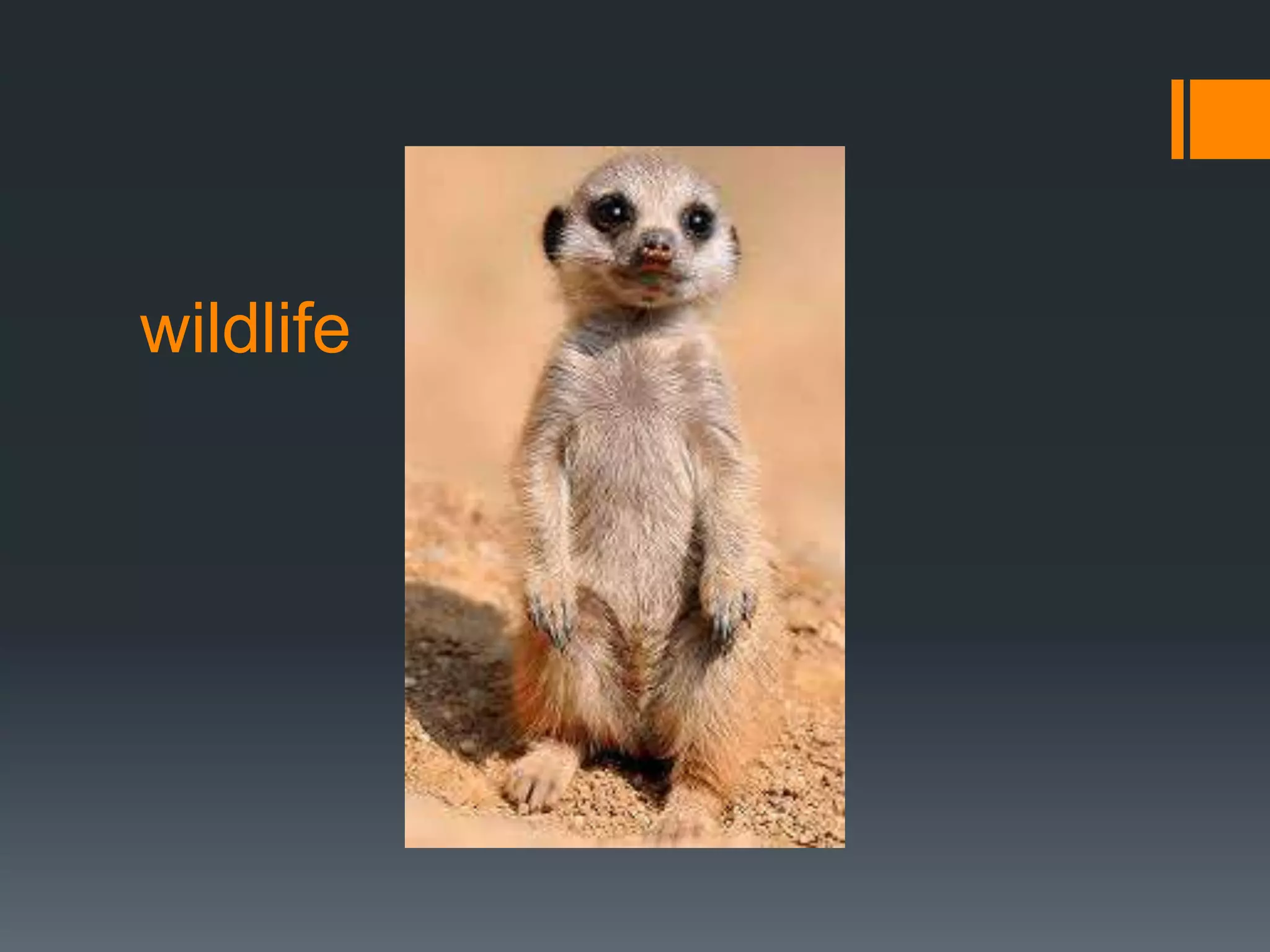 Photo types for unit 9 task 1 | PPT