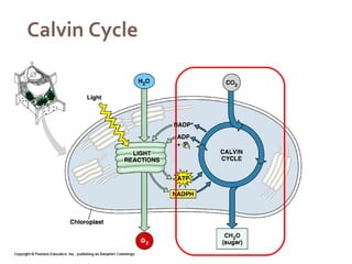 "The Calvin Cycle: The Heart of Photosynthesis | PDF