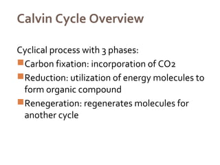 "The Calvin Cycle: The Heart of Photosynthesis | PDF