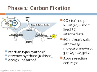 "The Calvin Cycle: The Heart of Photosynthesis | PDF