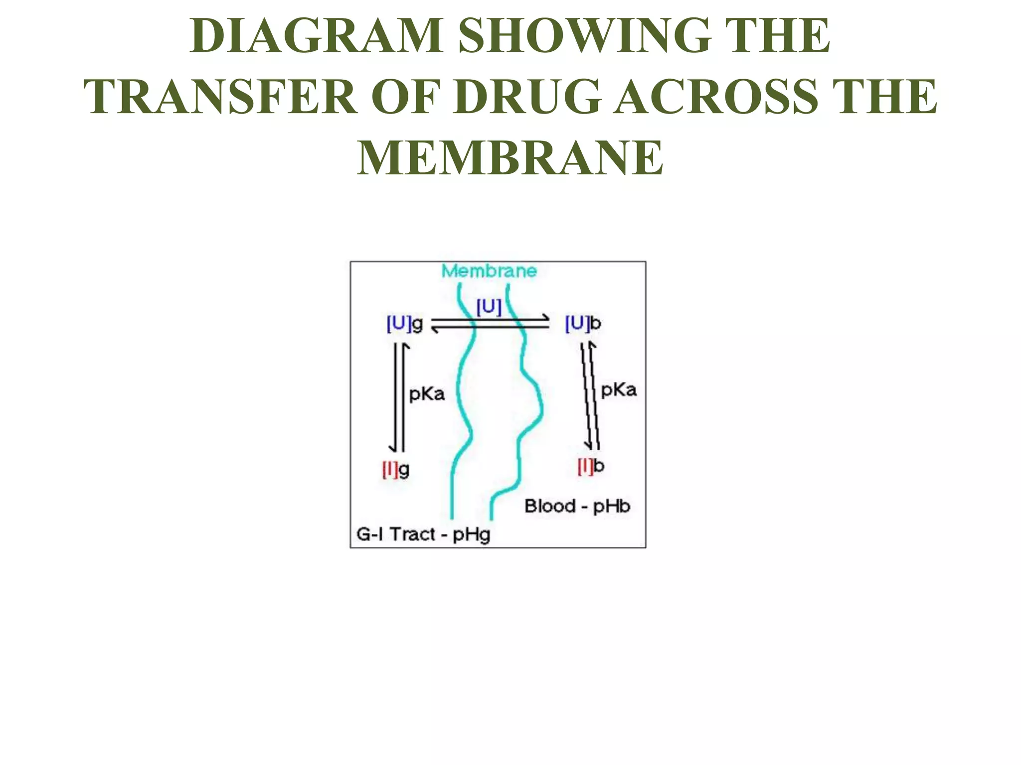 P h partition hypothesis | PPTX
