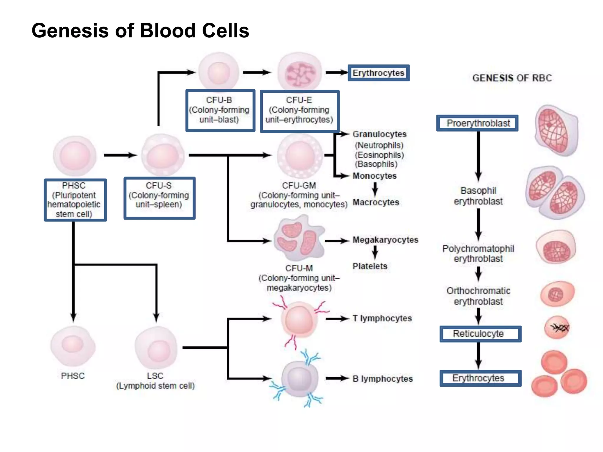 Blood/Platelets/Blood Clotting/Blood Groups | PPTX