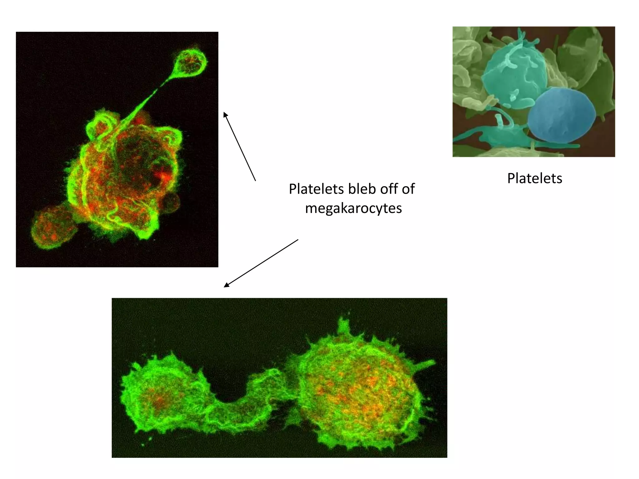 Blood/Platelets/Blood Clotting/Blood Groups | PPTX