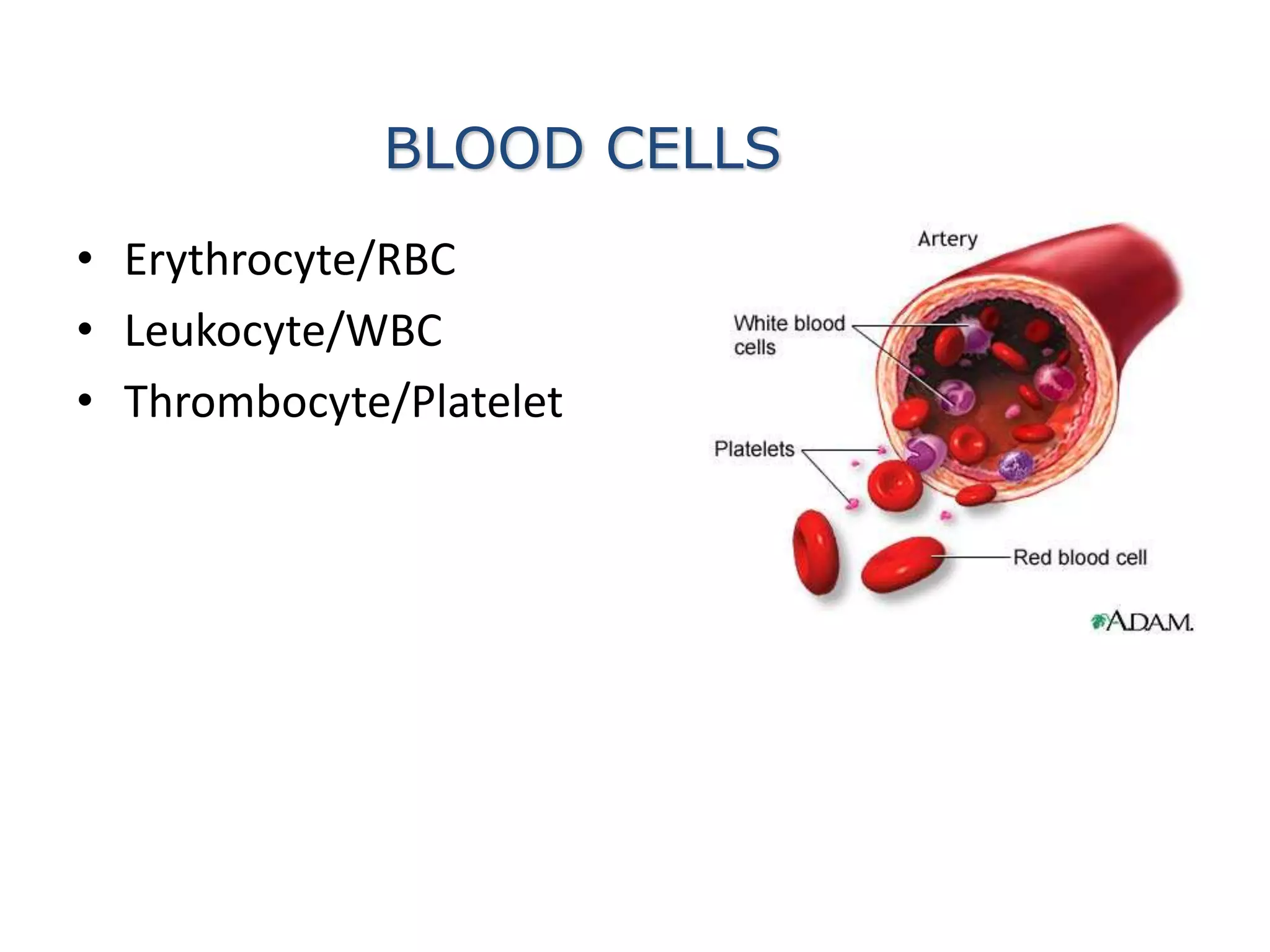 Blood (RBC, Anemia, Polycythemia) | PPTX