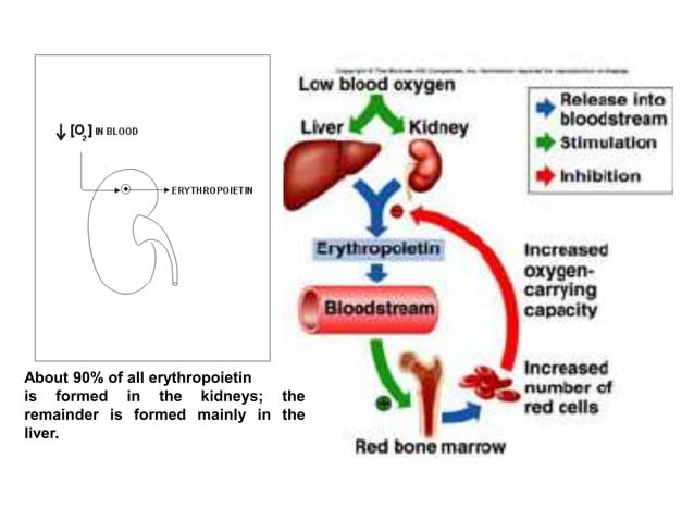 Blood (RBC, Anemia, Polycythemia) | PPTX | Blood Disorders | Diseases ...