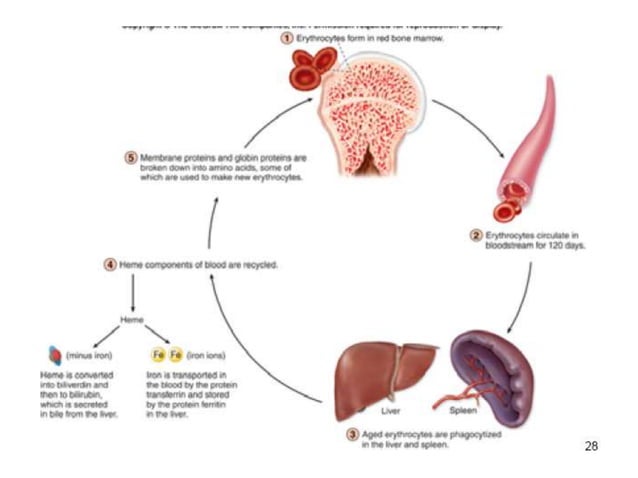 Blood (RBC, Anemia, Polycythemia) | PPTX | Blood Disorders | Diseases ...
