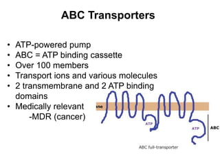 Cell Membrane Transport/Factors/Transport of Substances | PPTX