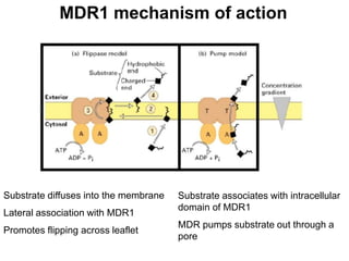 Cell Membrane Transport/Factors/Transport of Substances | PPTX