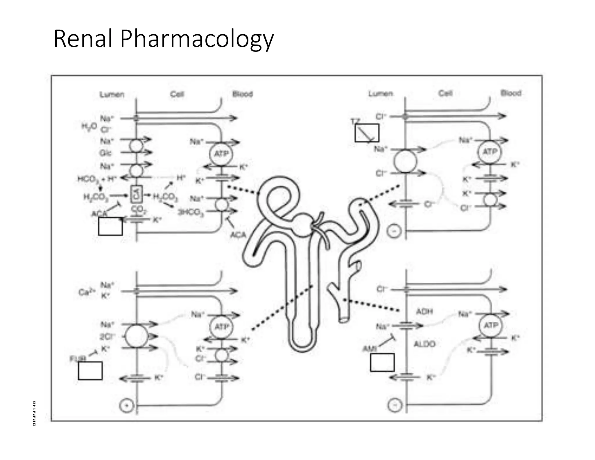 Renal Pharmacology ( Diuretics) | PPTX