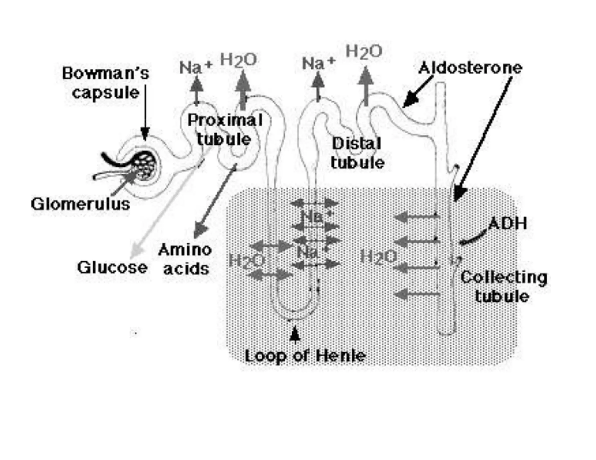 Renal Pharmacology ( Diuretics) | PPTX