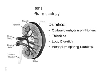 Renal Pharmacology ( Diuretics) | PPTX