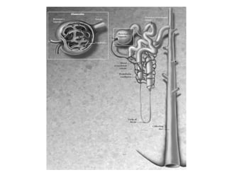 Renal Pharmacology ( Diuretics) | PPTX
