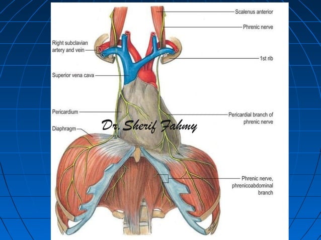 Phrenic Nerve And Vagus Nerve Anatomy Of He Thorax Ppt