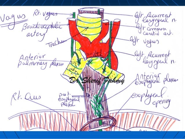 Phrenic Nerve & Vagus Nerve (Anatomy of he Thorax)