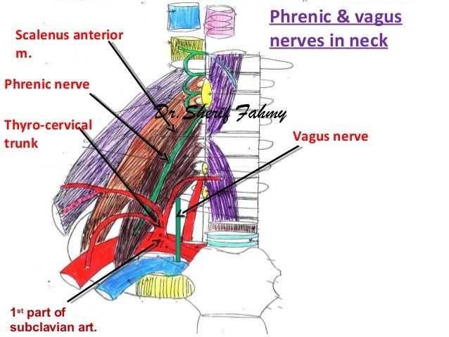 Phrenic Nerve & Vagus Nerve (Anatomy of he Thorax)