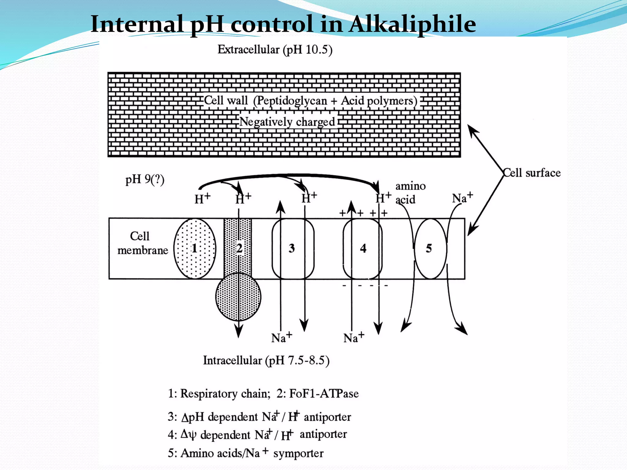 Bacterial growth and pH | PDF