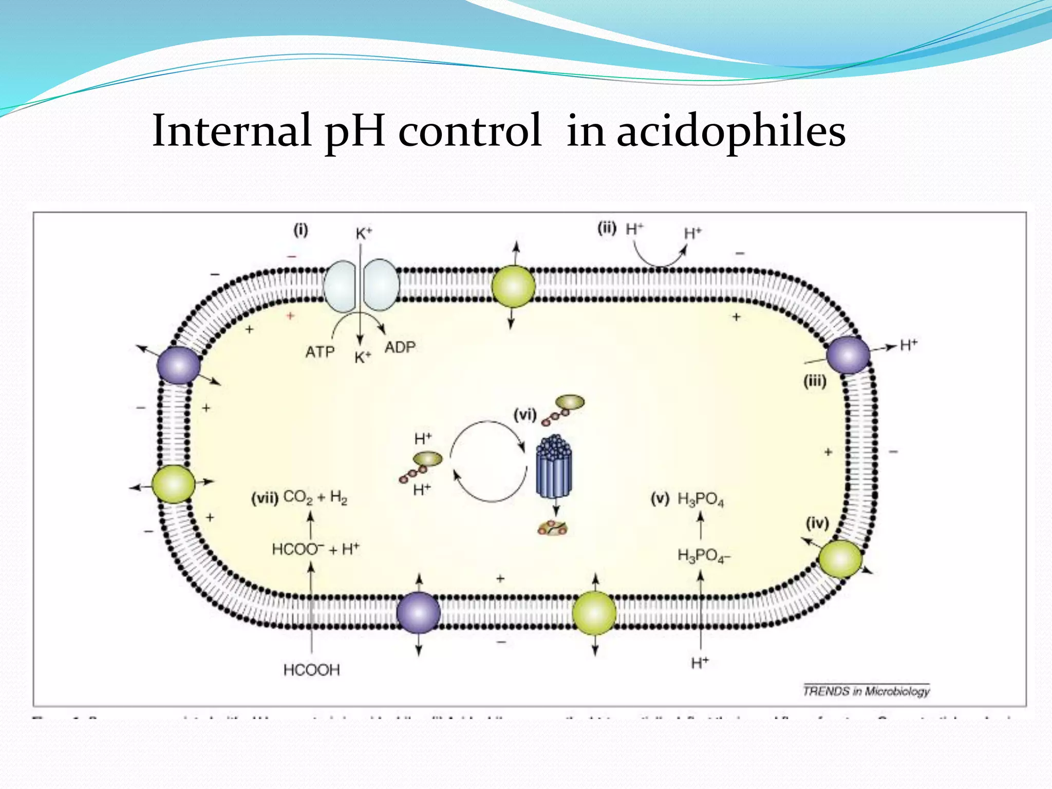 Bacterial growth and pH | PDF