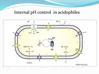 Bacterial growth and pH | PDF