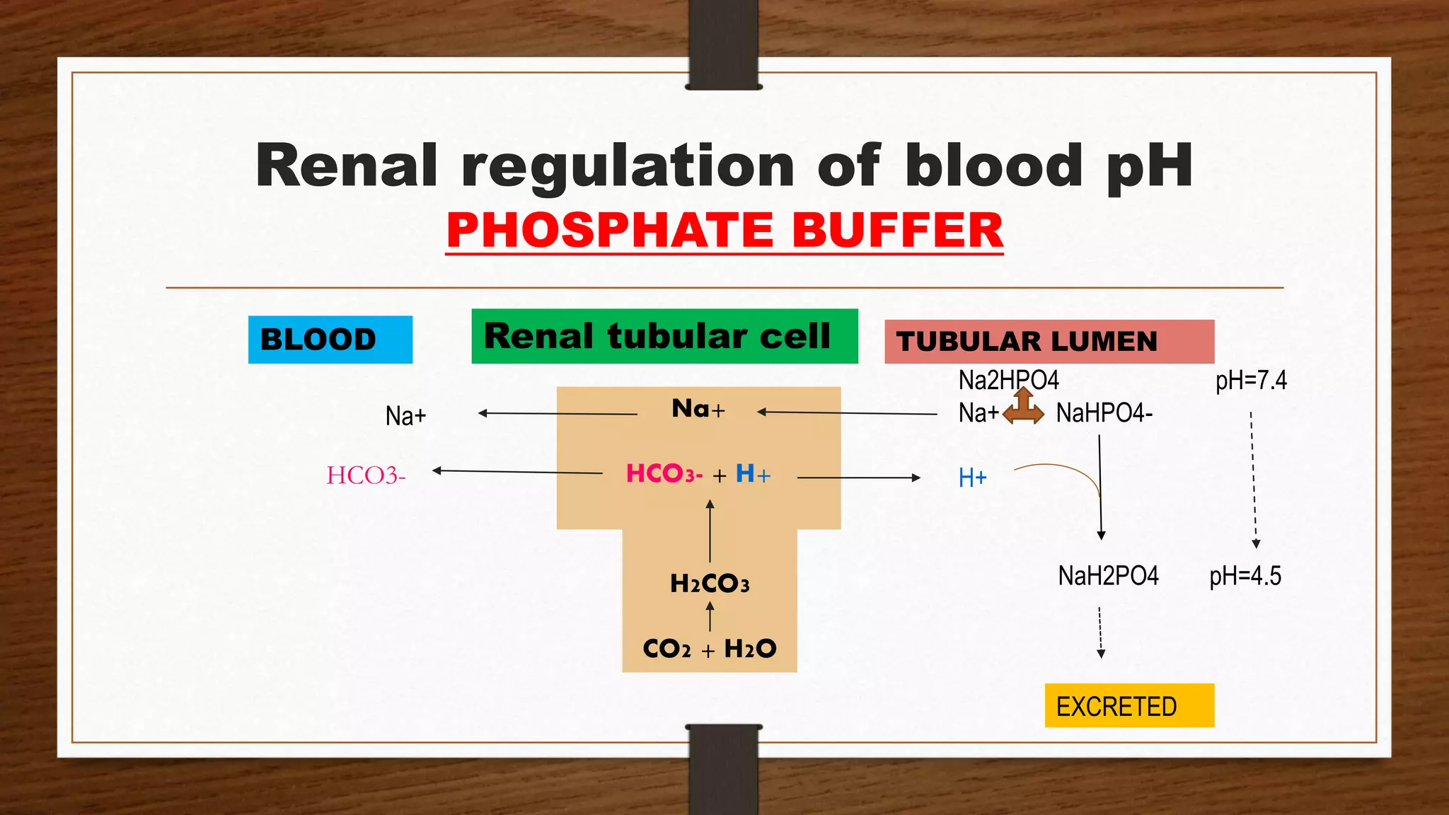 P h scale, buffers, redox potential | PPTX