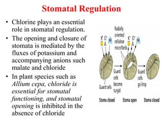 Phsiological role na si cl | PPT