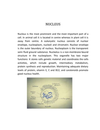 CELL BIOLOGY | DOCX | Biological Sciences | Science