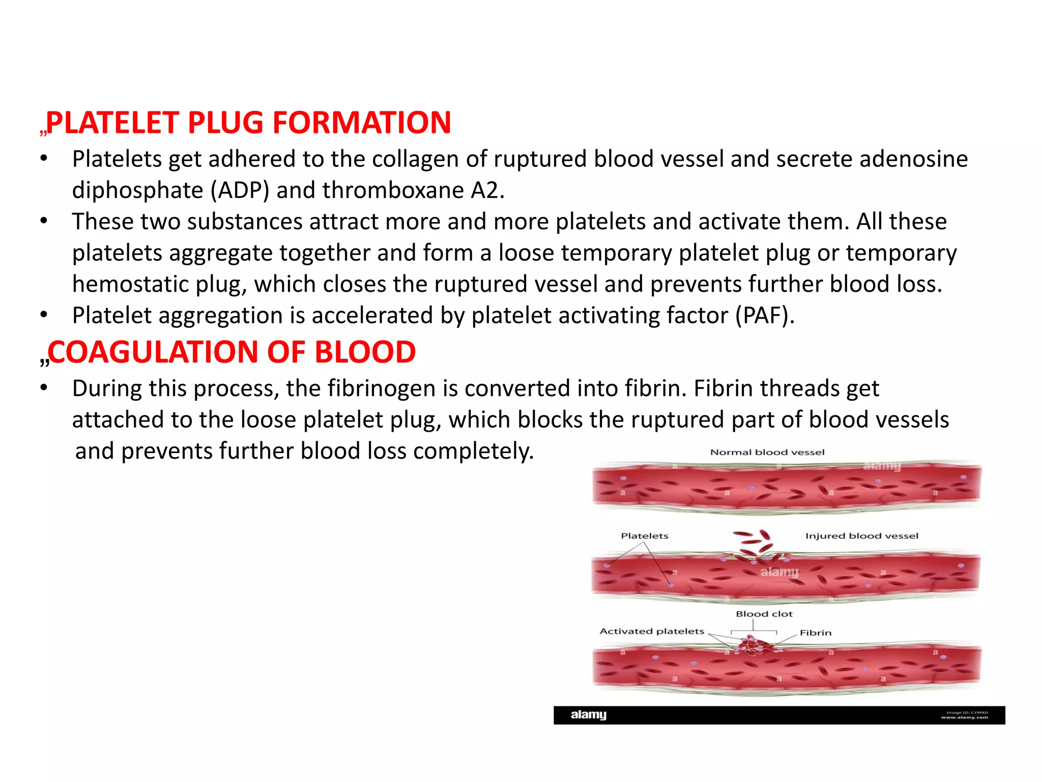 phsiology of blood coagulation by dr chandbaby ansari.pdf
