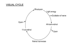 PHSIO OF VISION in Ophthalmology in detail | PPT