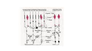 PHSIO OF VISION in Ophthalmology in detail | PPT