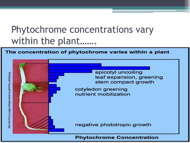 phytochrome | PPTX | Gardening | Home & Garden