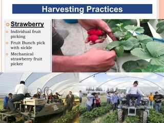 Harvesting practices for special market purpose | PPTX