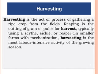 Harvesting practices for special market purpose | PPTX