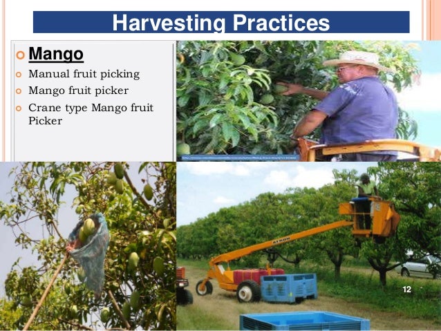Harvesting practices for special market purpose