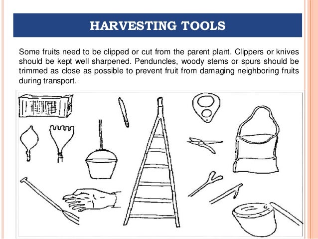 Harvesting practices for special market purpose