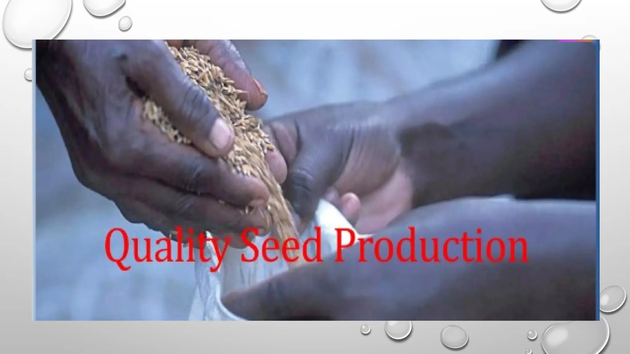 PHT241SEEDTECHPPT FOR BSA PROGRAM AGRICULTURE | PPTX