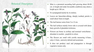 MINT - PHT & Value Addition | PPTX