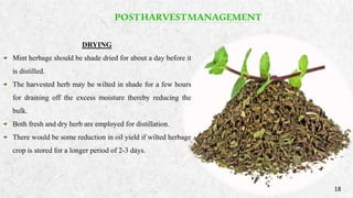 MINT - PHT & Value Addition | PPTX