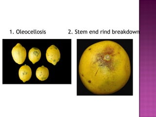 PHT CITRUS ppt.pdf