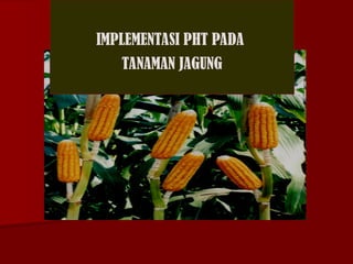 Pengendalian Hama Terpadu (PHT) Jagung.ppt