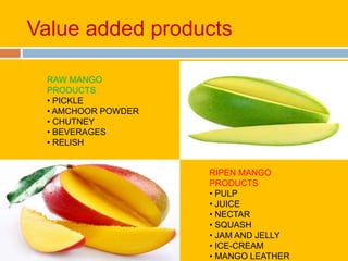 Pht on mango | PPTX