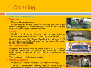 Pht on mango | PPTX