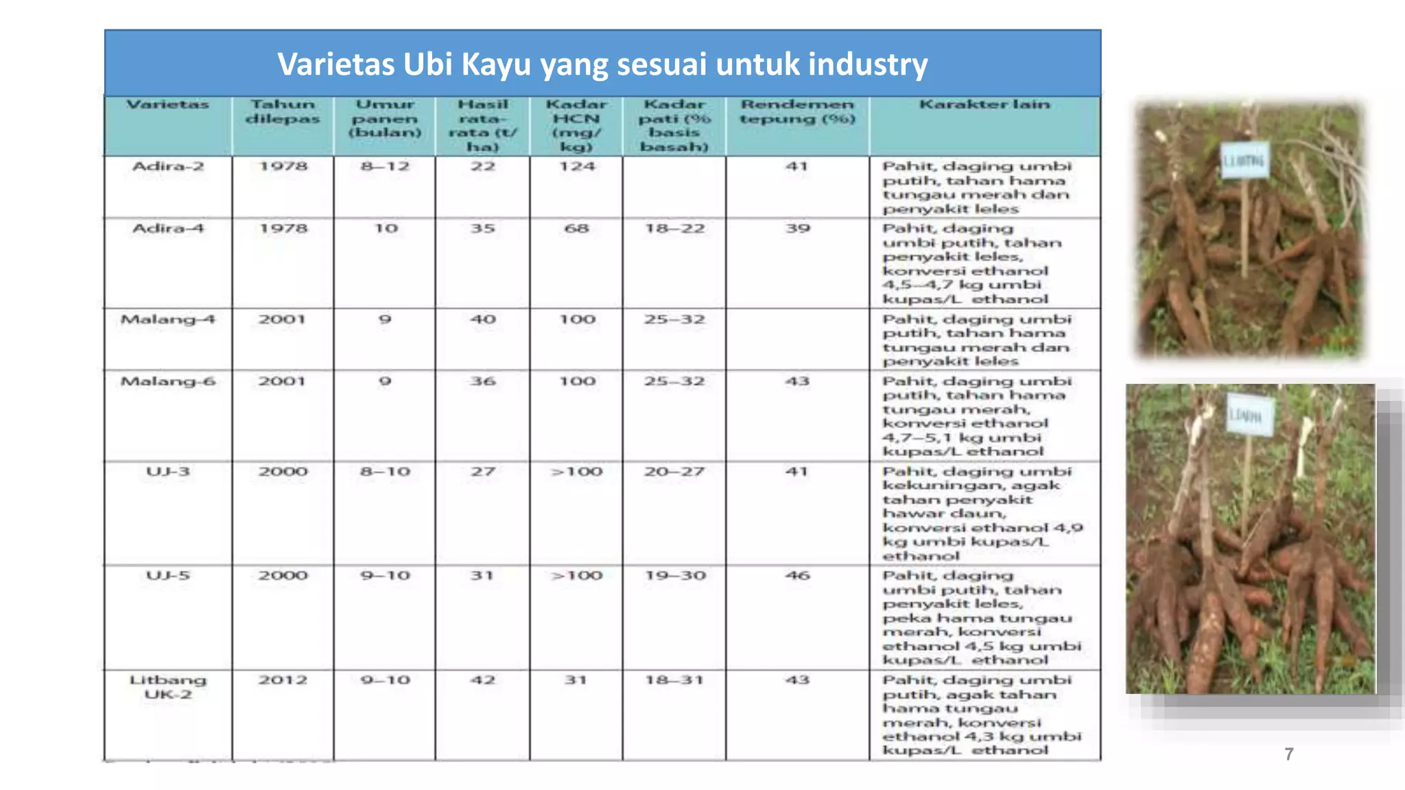 PENGENDALIAN GULMA PADA TANAMAN UBI KAYU | PPTX
