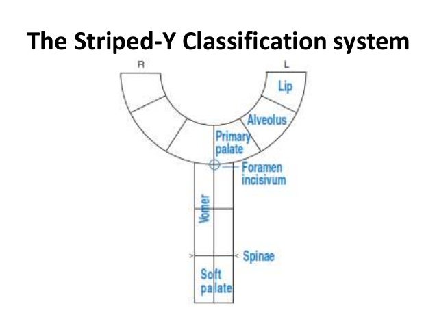 6.cleft palate and c lub feet
