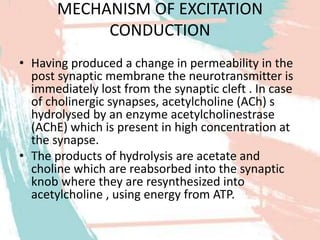 Motor synapse and mechanism of excitation | PPTX