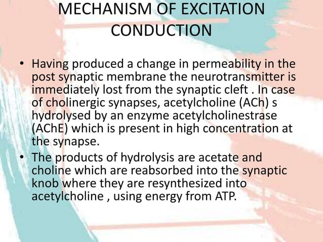 Motor synapse and mechanism of excitation | PPTX