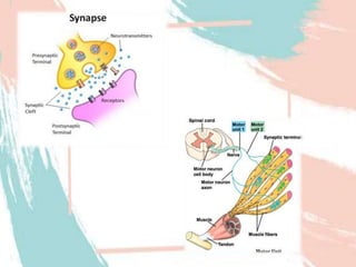 Motor synapse and mechanism of excitation | PPTX