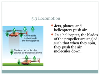 Newton's Laws of Motion | PPT