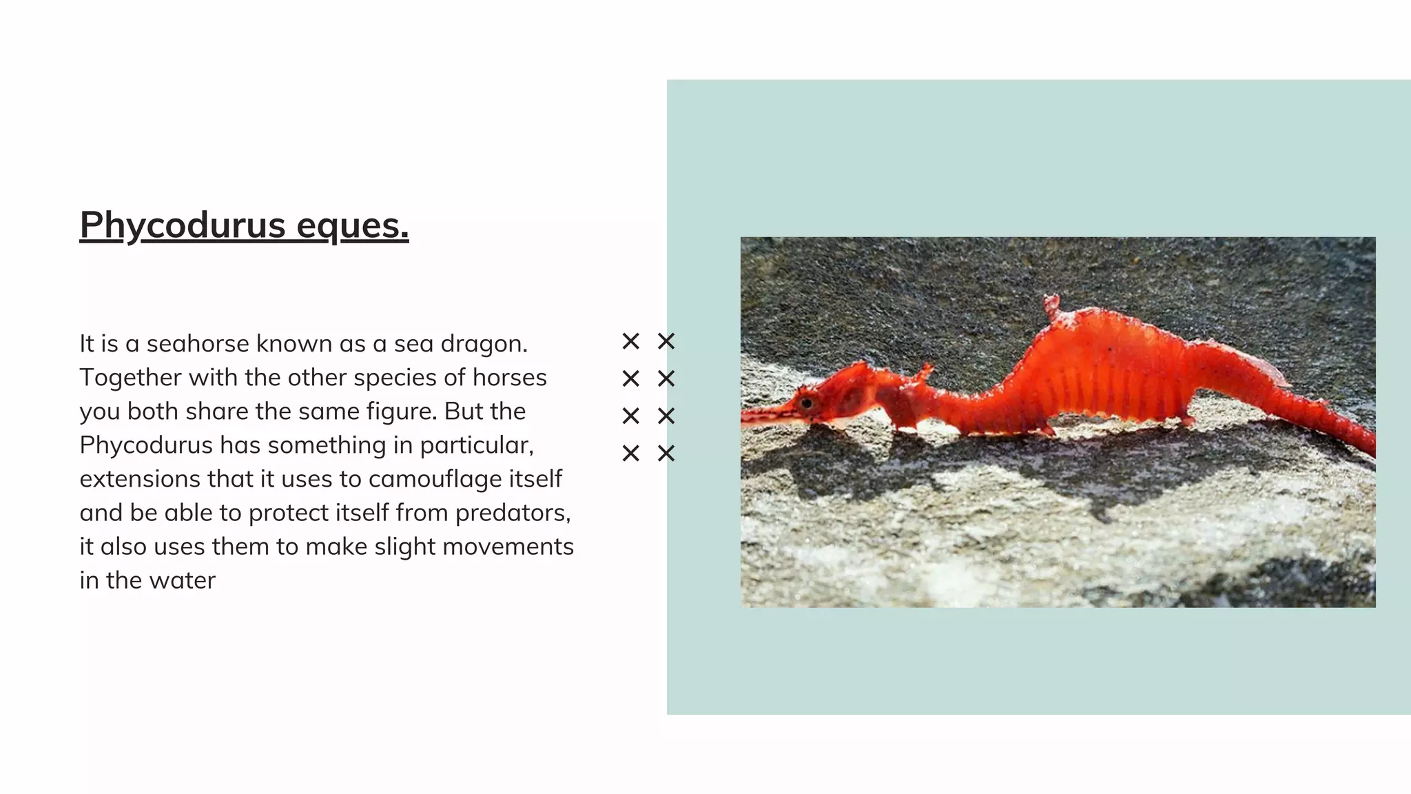 Phycodurus eques (1).pdf