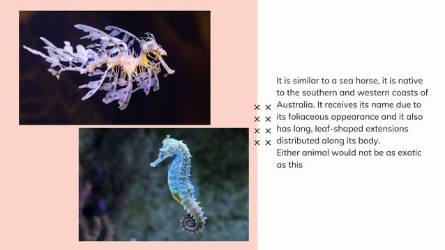 Phycodurus eques (1).pdf