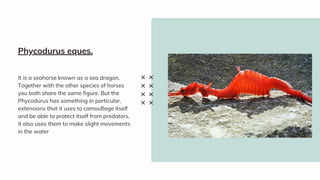 Phycodurus eques (1).pdf